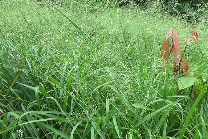 Guinea Grass Panicum Maximum