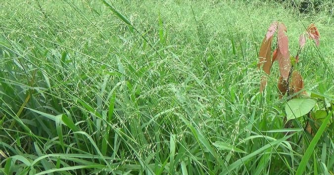 Guinea Grass Panicum Maximum