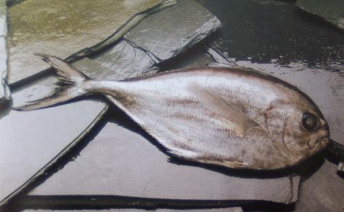 Artes de Pesca: VAMOS A PESCAR REINETA