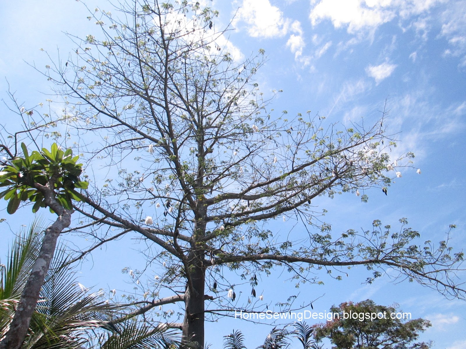 HomeSewingDesign: pokok kekabu