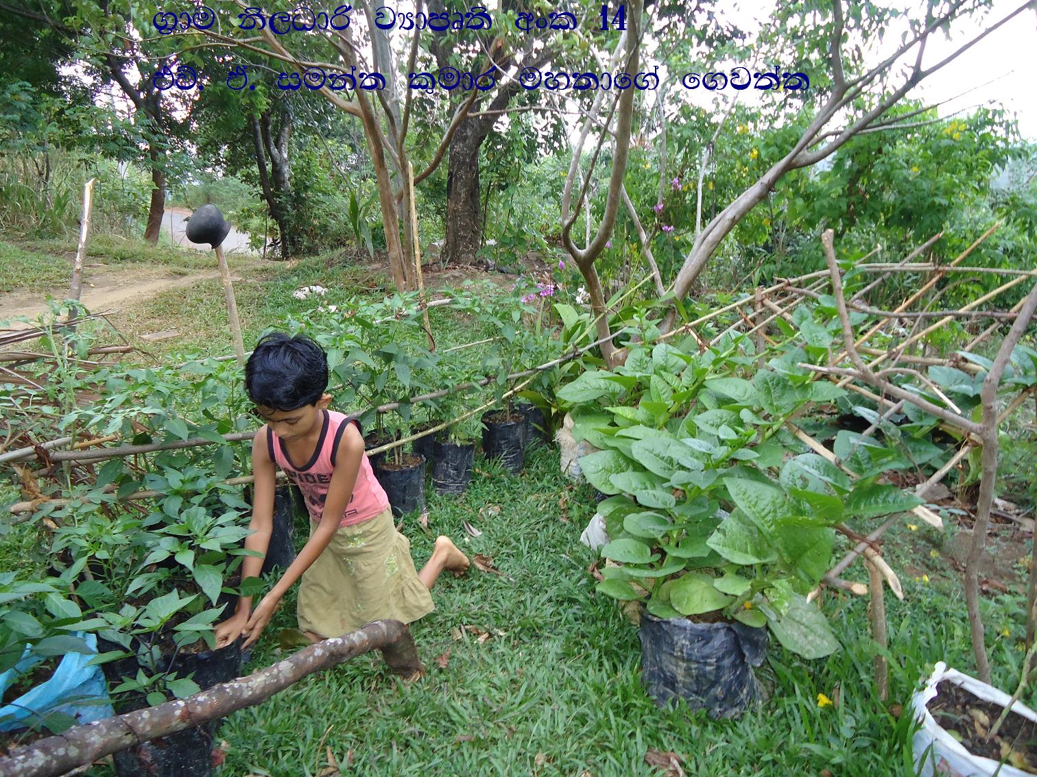 Rammala Divi Neguma: ග්‍රාම නිලධාරි ව්‍යාපෘති