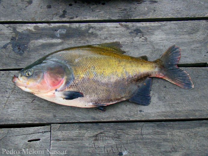 Fauna Brasileira: Tambaqui