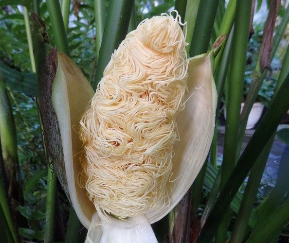 CÂY MỲ TÔM (TOQUILLA PALM TREE) - Quinhon11