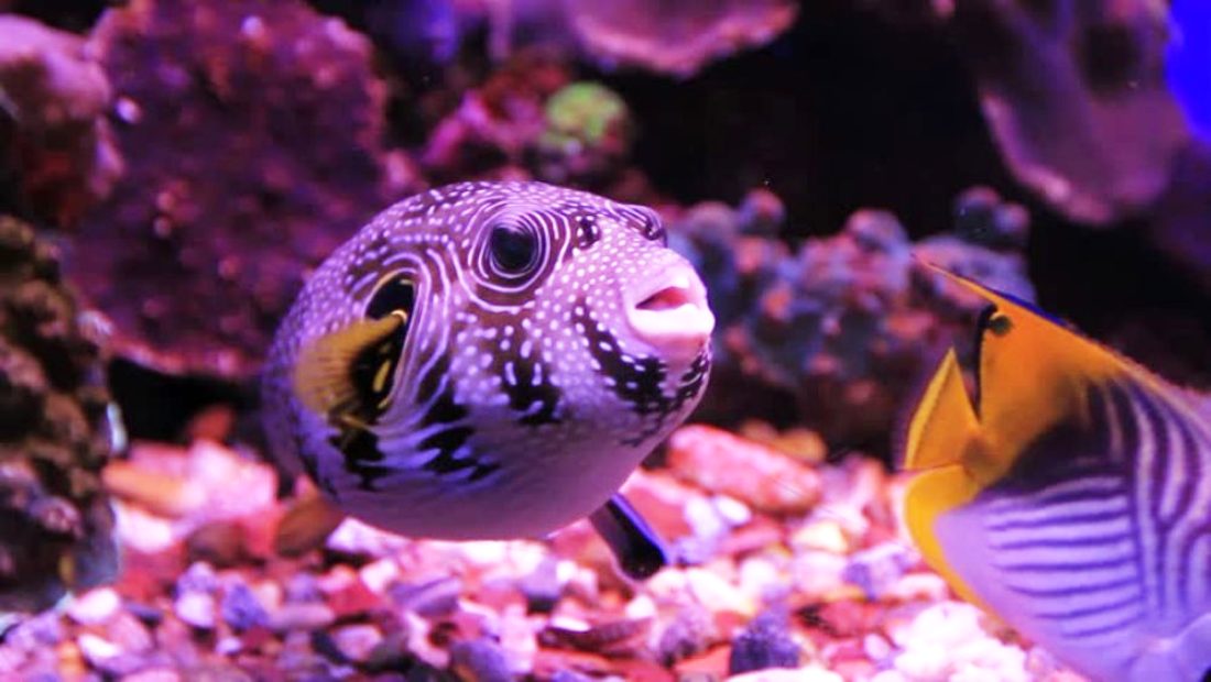 PUFFER FISH photos - wallpapers (ανανεωμένο) | the fun bank