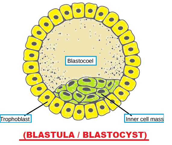 Blastula