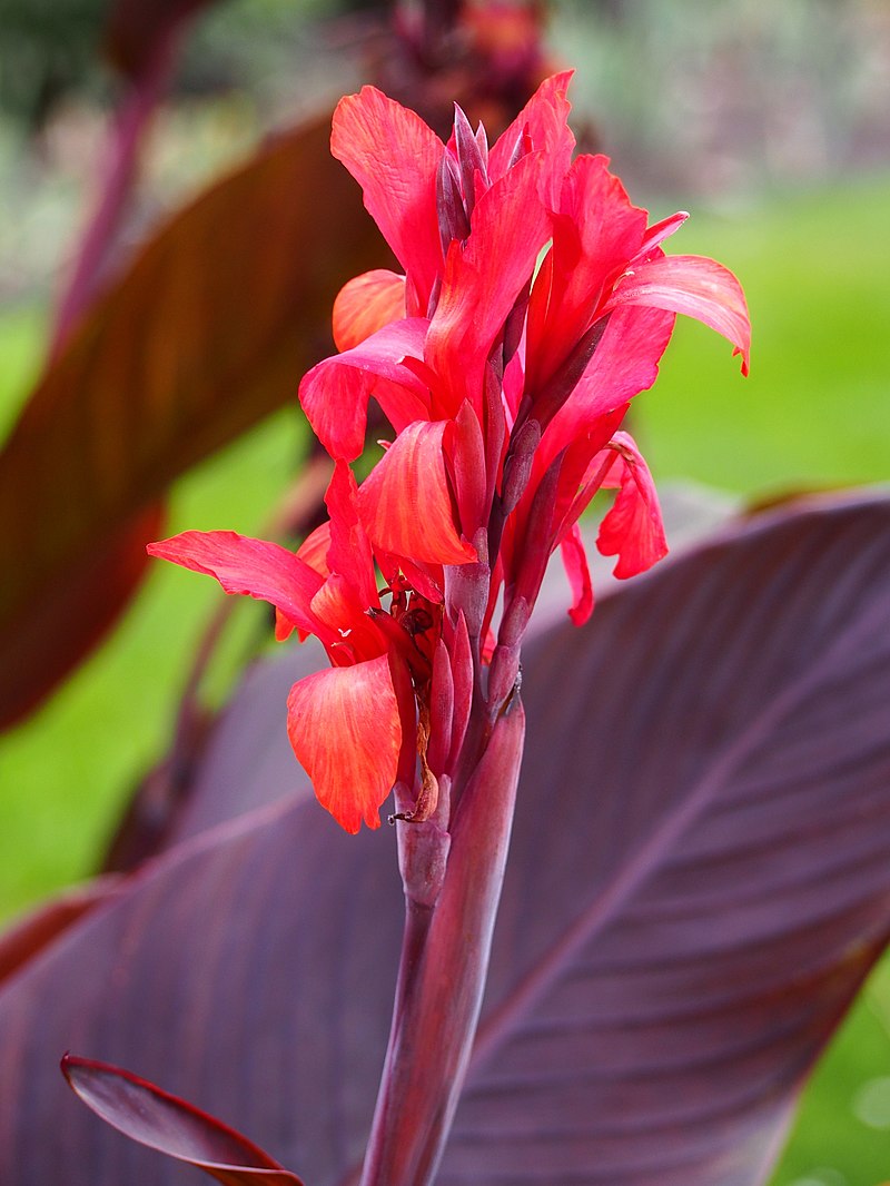 КАННА (лат. Canna)