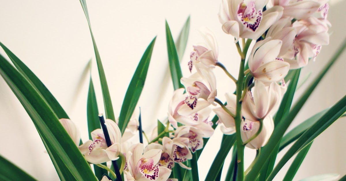 Phoenix Orchid for Chinese New Year | Grow Your Own Veg Blog. Gardening ...