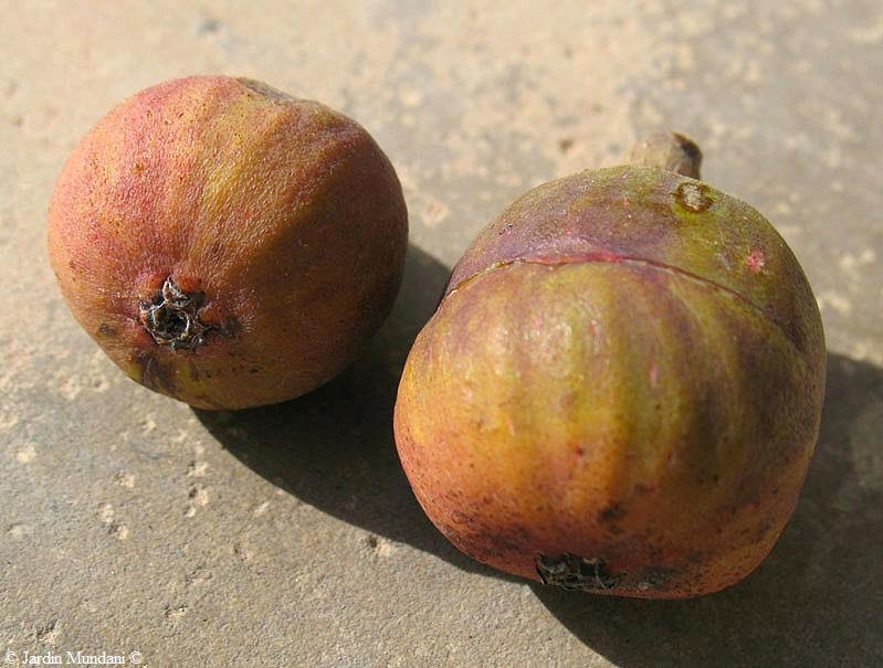 Sangrando en verde: Entre MAMAS y MAMONAS anda el juego