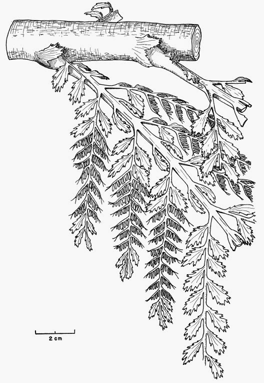 Catalogue of Organisms: The Urbaum