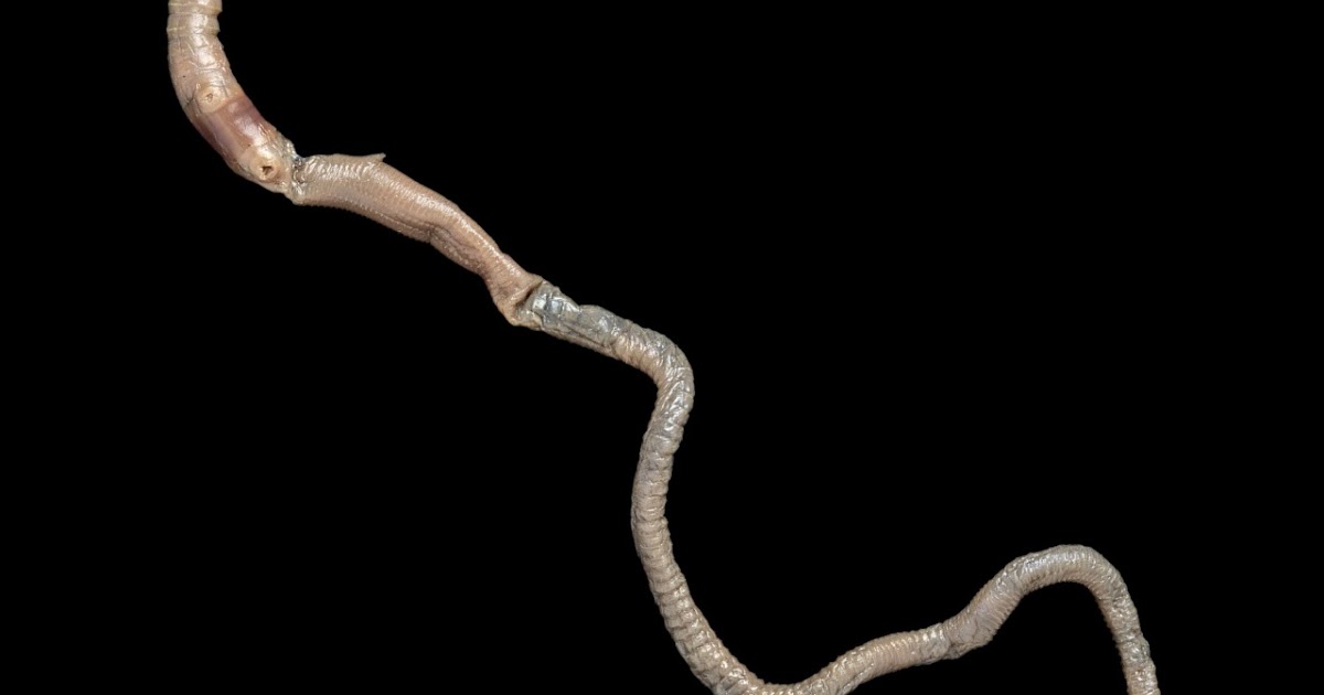 Species New to Science: [Invertebrate • 2019] Petroscolex centenarius ...