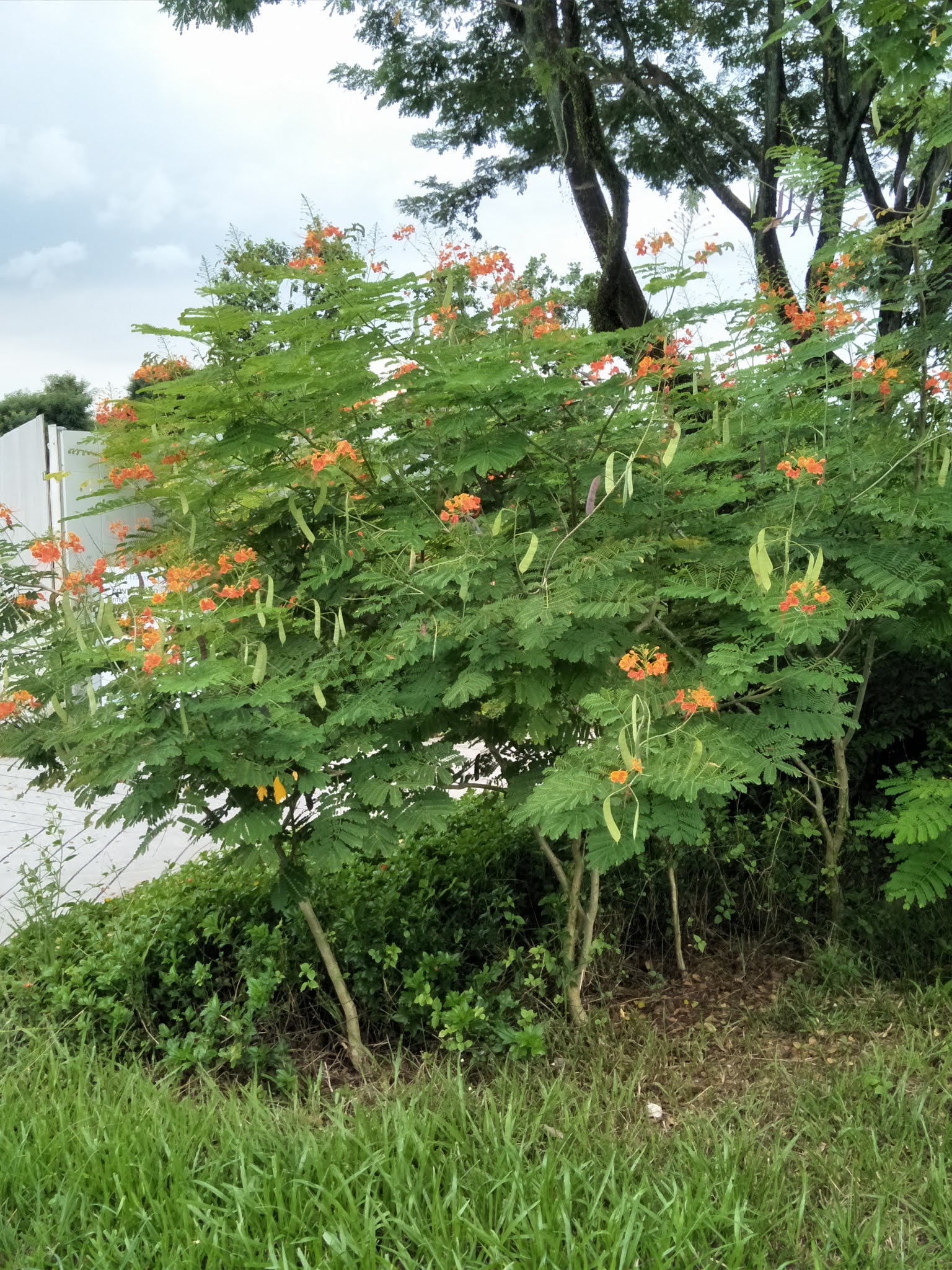 This Wonder-ful Life: Caesalpinia Pulcherrima