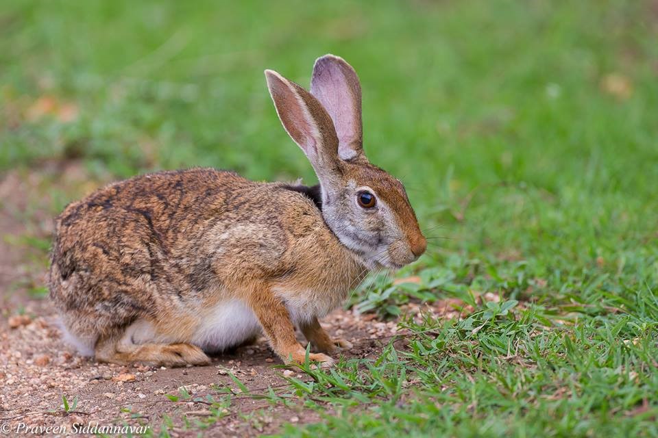 Report on Lal Suhanra