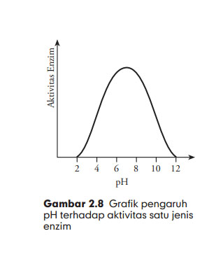 Faktor yang Memengaruhi Kerja Enzim