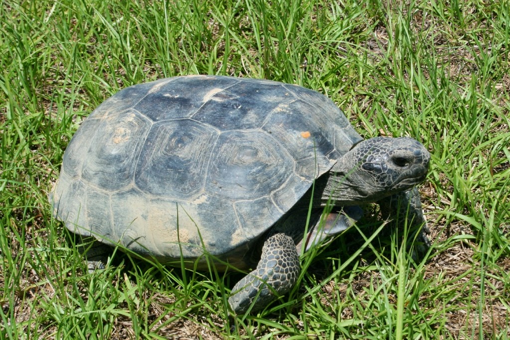 Dale Cox, Historian & Author: #83 The Gopher Tortoise (100 Great Things ...