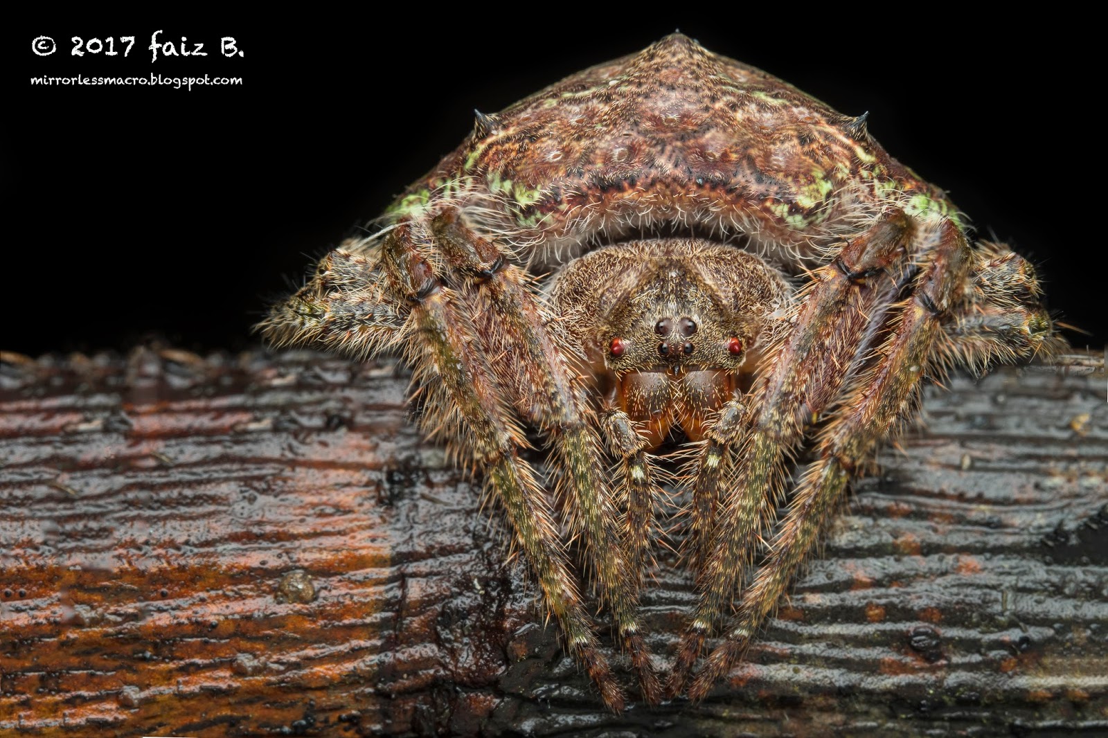 Mirrorless Macro Photography: Selection of Spiders from 2017!