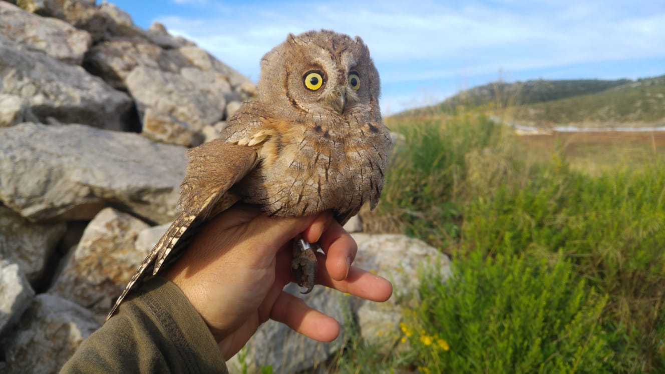 ECOWILDLIFE BIRDWATCHING