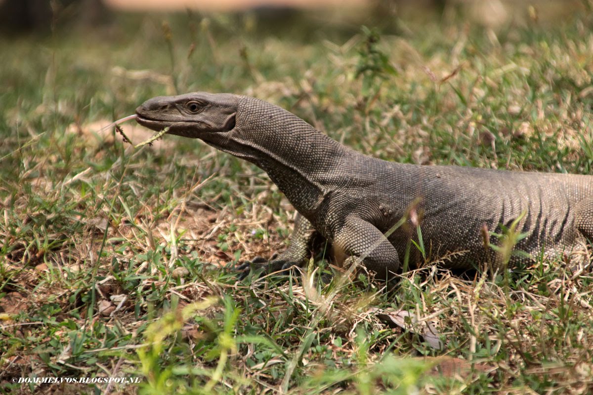 DOMMELVOS NATUURFOTOGRAFIE: Sri Lanka - Varanen en krokodillen