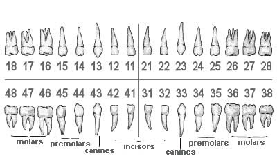 Introducción a la Periodoncia: Nomenclatura Dental FDI.