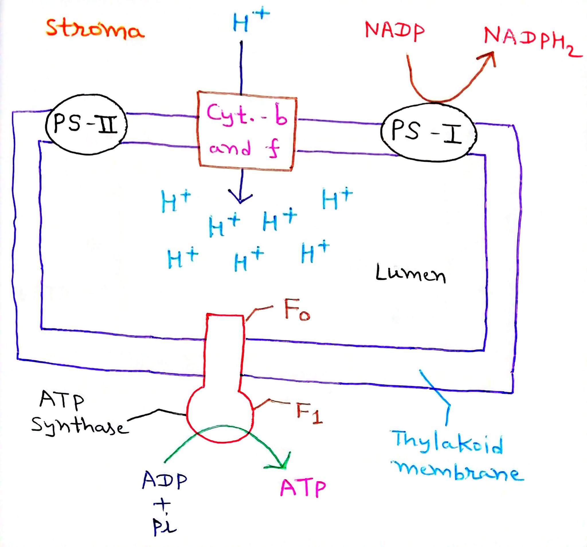 Photosynthesis: Light and Dark Reaction