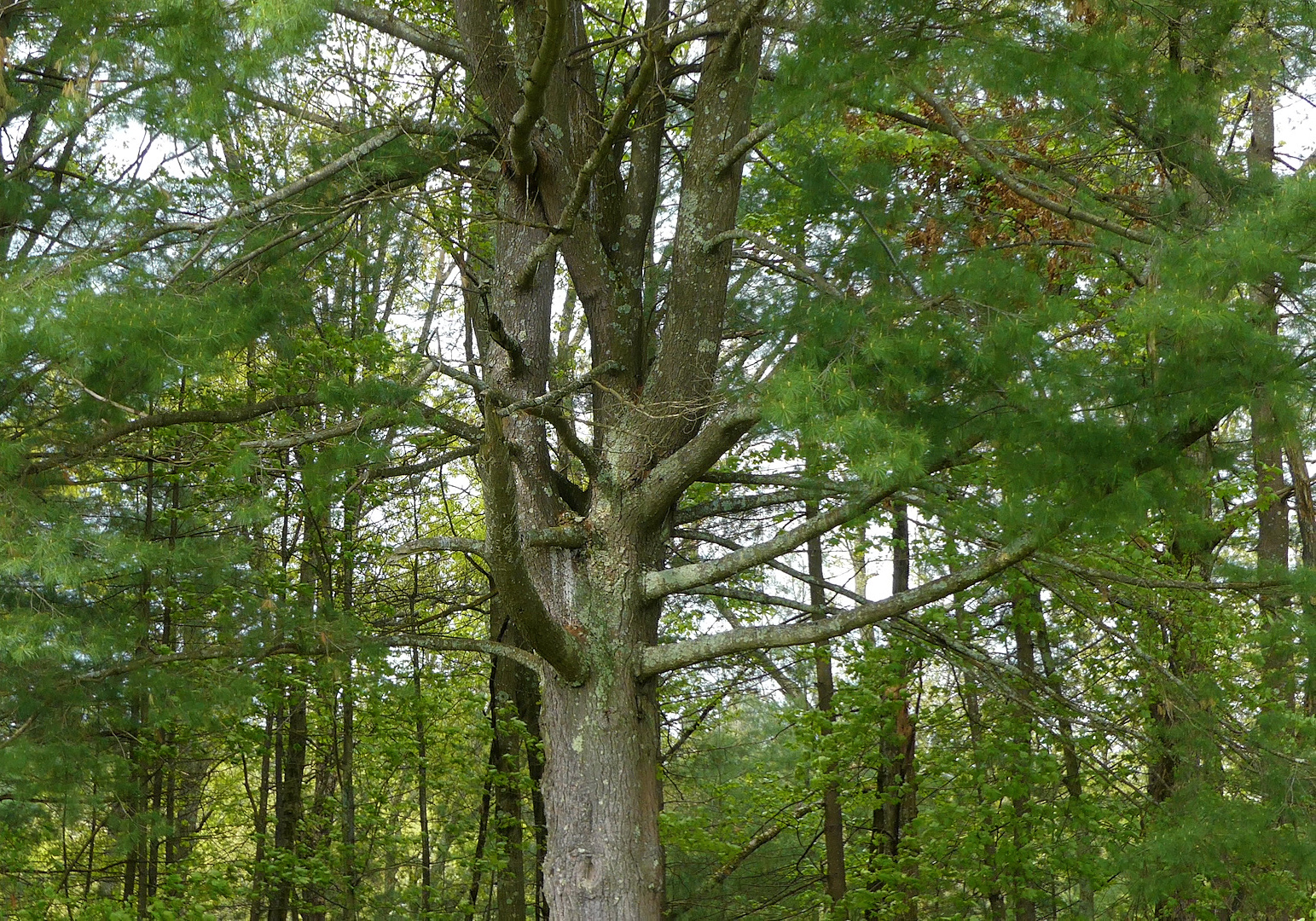 New England Forests: The White Pine Weevil - a New Film