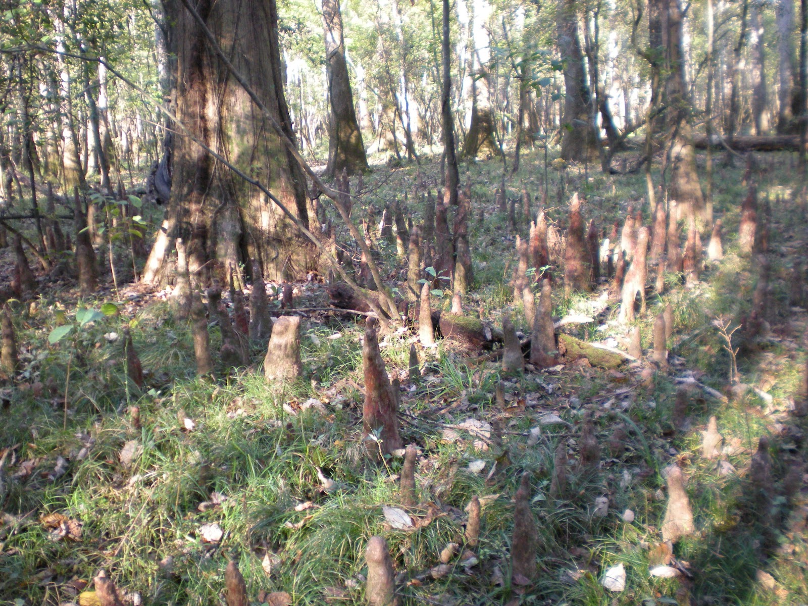 Tosh-Ma-Haul: Congaree Swamp National Park, Savannah Georgia, and Fort ...