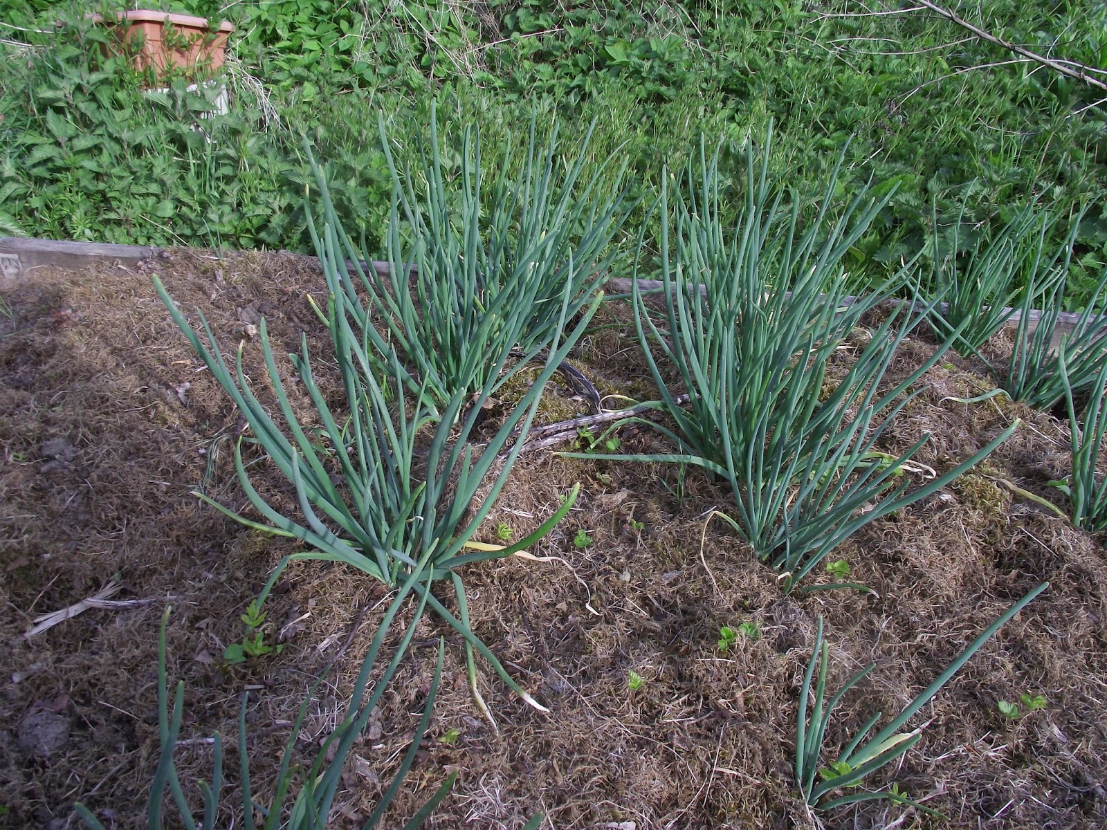 This and That: Garlic, Perennial Onions and Leeks