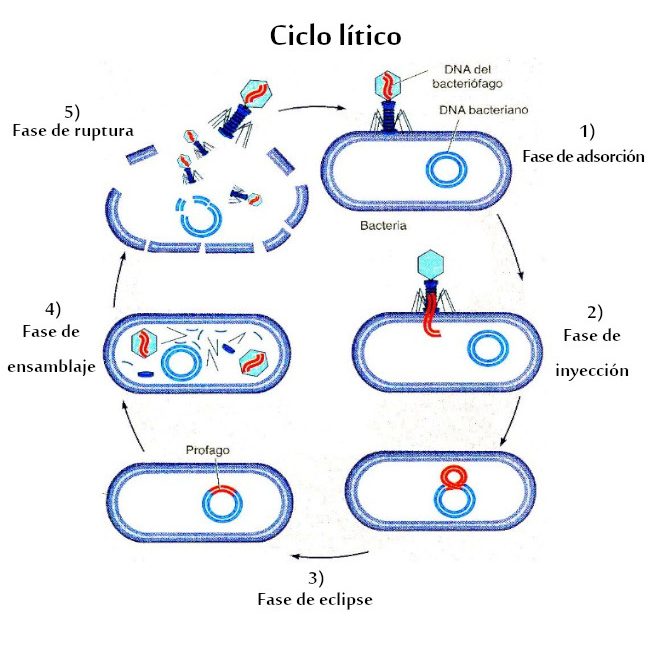 Las Maravillas de la Biología: Virus: Agentes Infecciosos