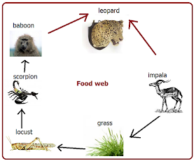 Biology Notes for IGCSE 2014: # 140 Food web