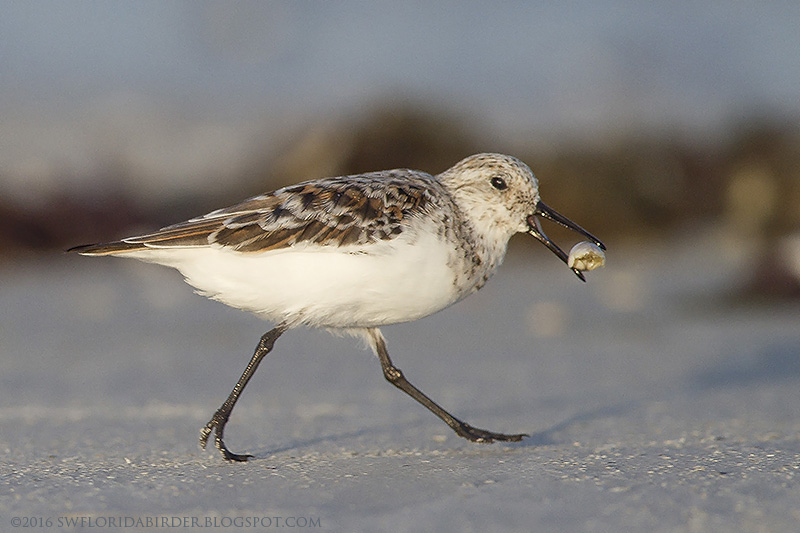 Little Estero Lagoon Spring Nesting | Focusing on Wildlife