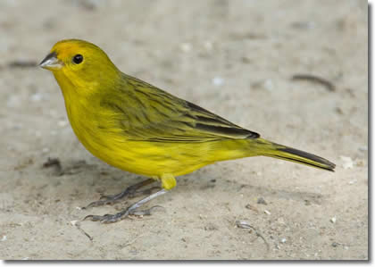 Pássaros: Canário da Terra - SICALIS FLAVEOLA