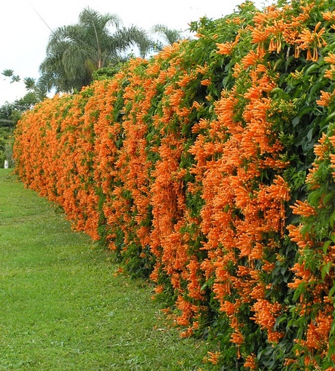 Tanaman: Jenis Tanaman Bunga Rambat