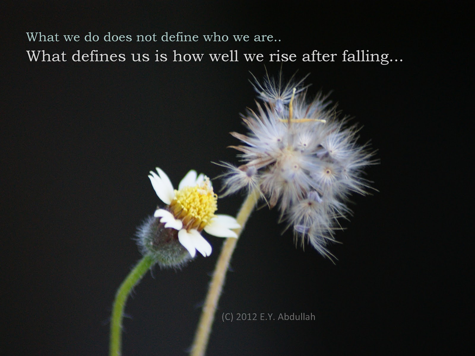 E N Y A B D U L L A H Photography: Wild Grass Flower : Analogy of life