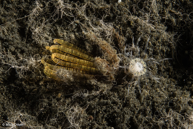 Mick's marine biology: Pherusa plumosa - a short study of the plume worm