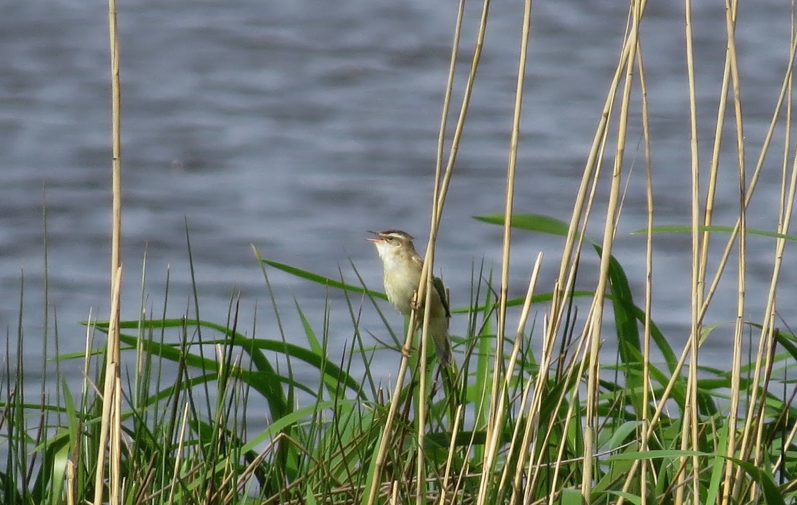 De Vogelaars: De Groene Jonker, Ruygeborg en Botshol. Een excursie van ...