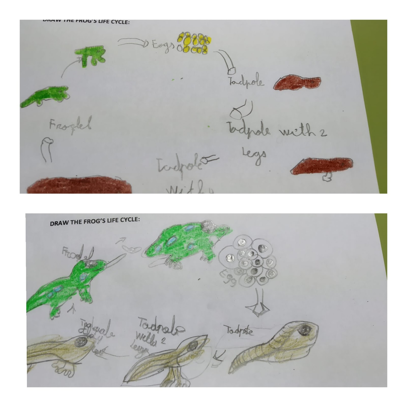 El aula virtual de CUARTO: EL CICLO DE LA RANA/FROGS LIFE CYCLE