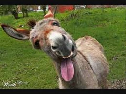 Penúltima Hora: Los invitados a la boda cantaban y el burro rebuznaba