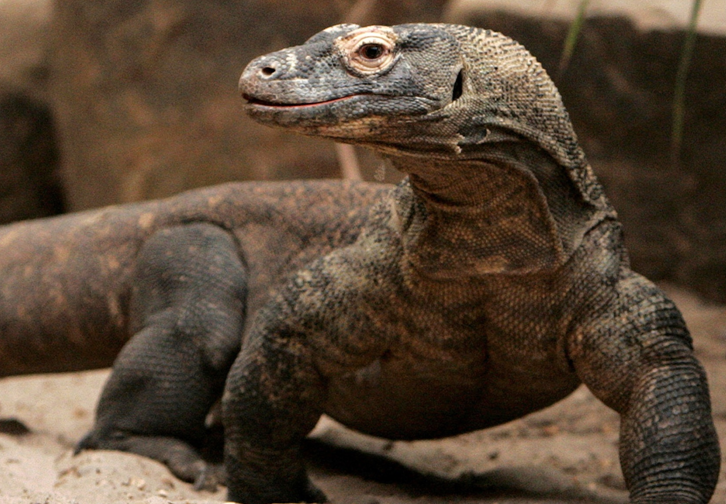 Mari Belajar: Mengenal Binatang Carnivora / Karnivora