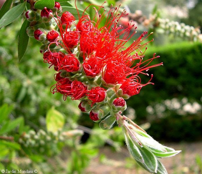 Sangrando en verde: Las Myrtaceae: bellas, cosmopolitas y exitosas