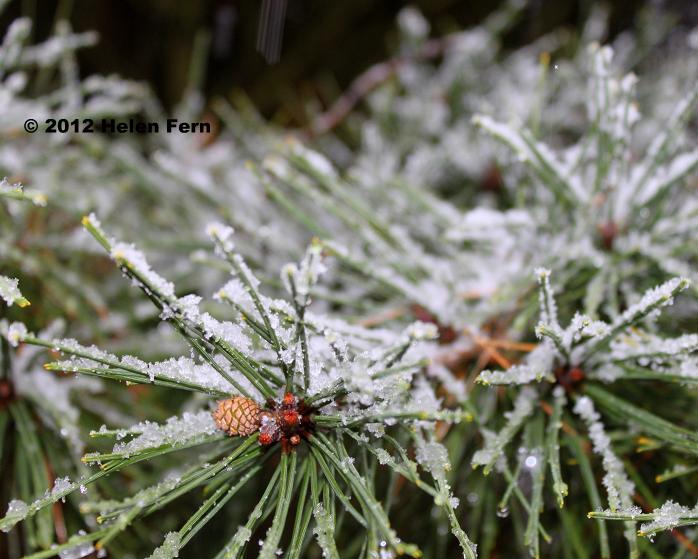 Helen Fern Original Photography: Winter