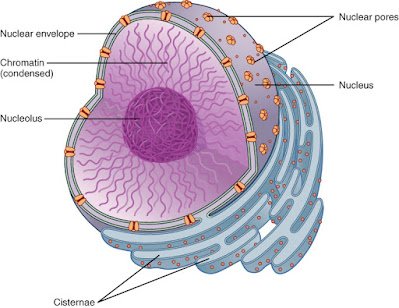 Nucleus- its structure ,function ,shape and size ?? - Easy Science