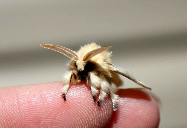 From Dangerous Fluff to Bunny Stuff: The Black-waved Flannel Moth's ...