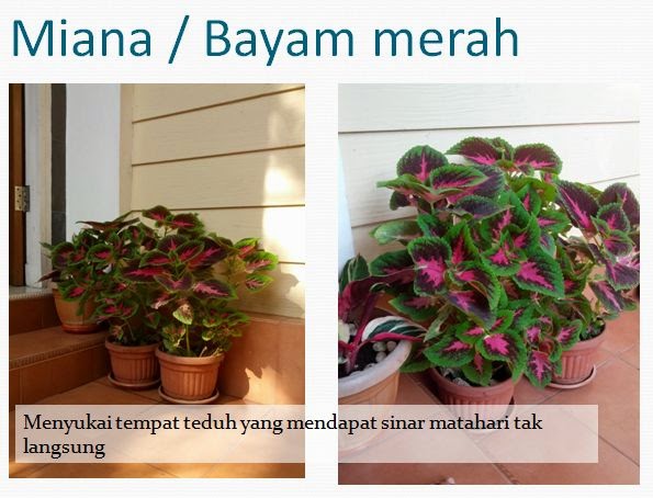 Contoh Taman Tropis: Contoh Taman Tropis - Tropical Garden Inspiration