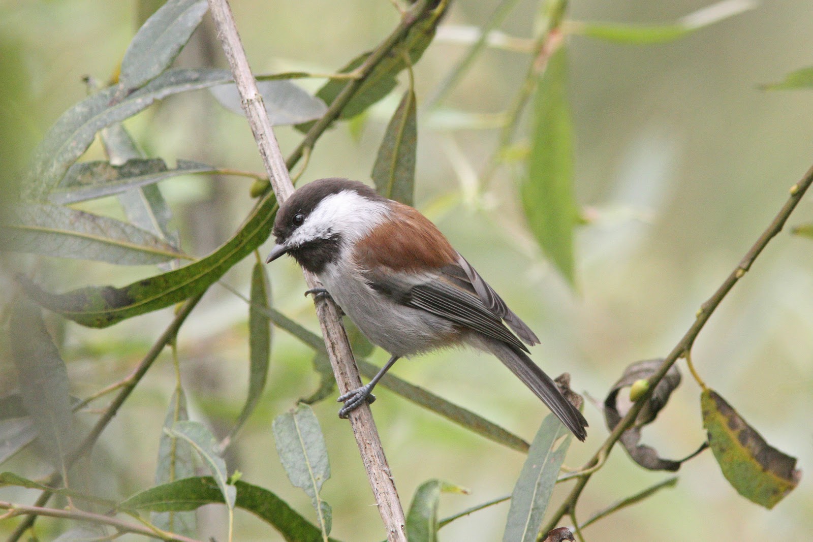 Quabbin birding and beyond: California Part 2 -trip to Monterey Sept 21