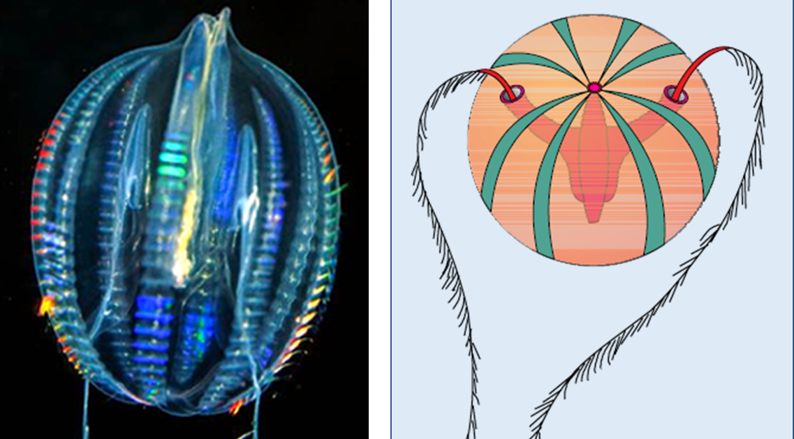 Welcome to the Living World: Ctenophora pictures