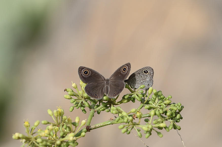 Birds of Saudi Arabia: Common Three Ring – Raydah Village