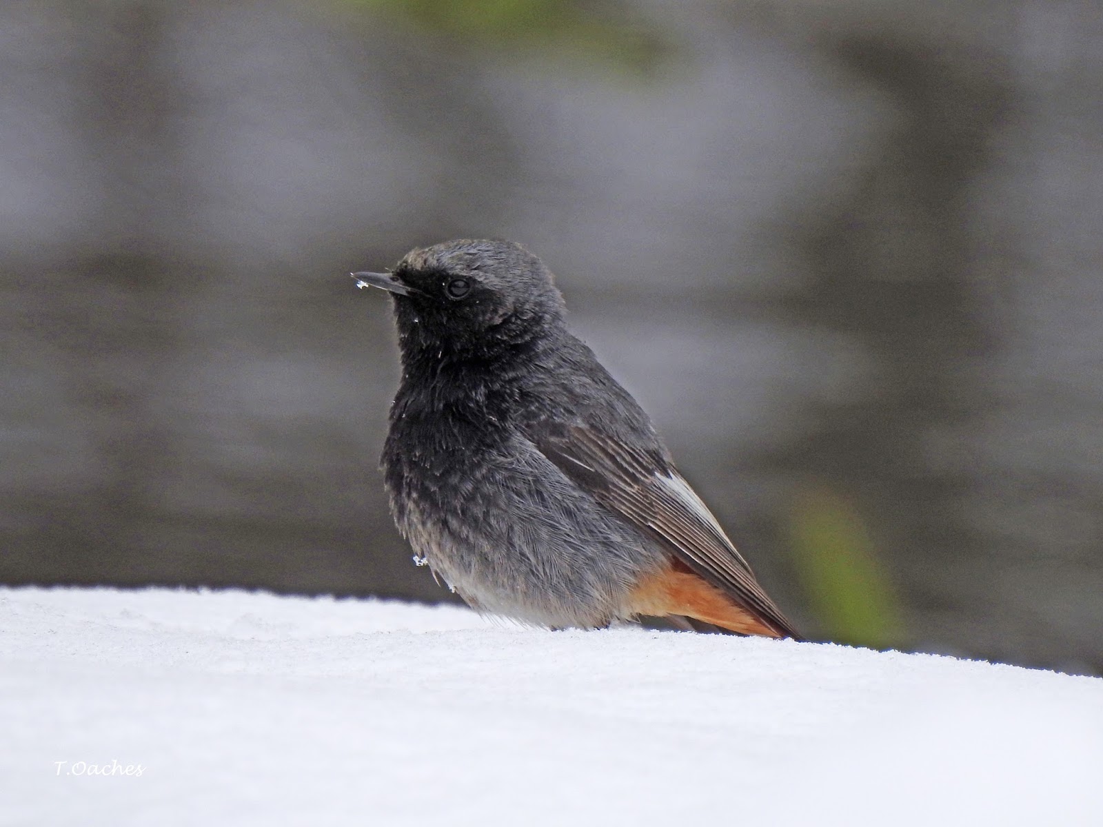 PASARI DIN ROMANIA: CODROS DE MUNTE (1), Phoenicurus ochruros