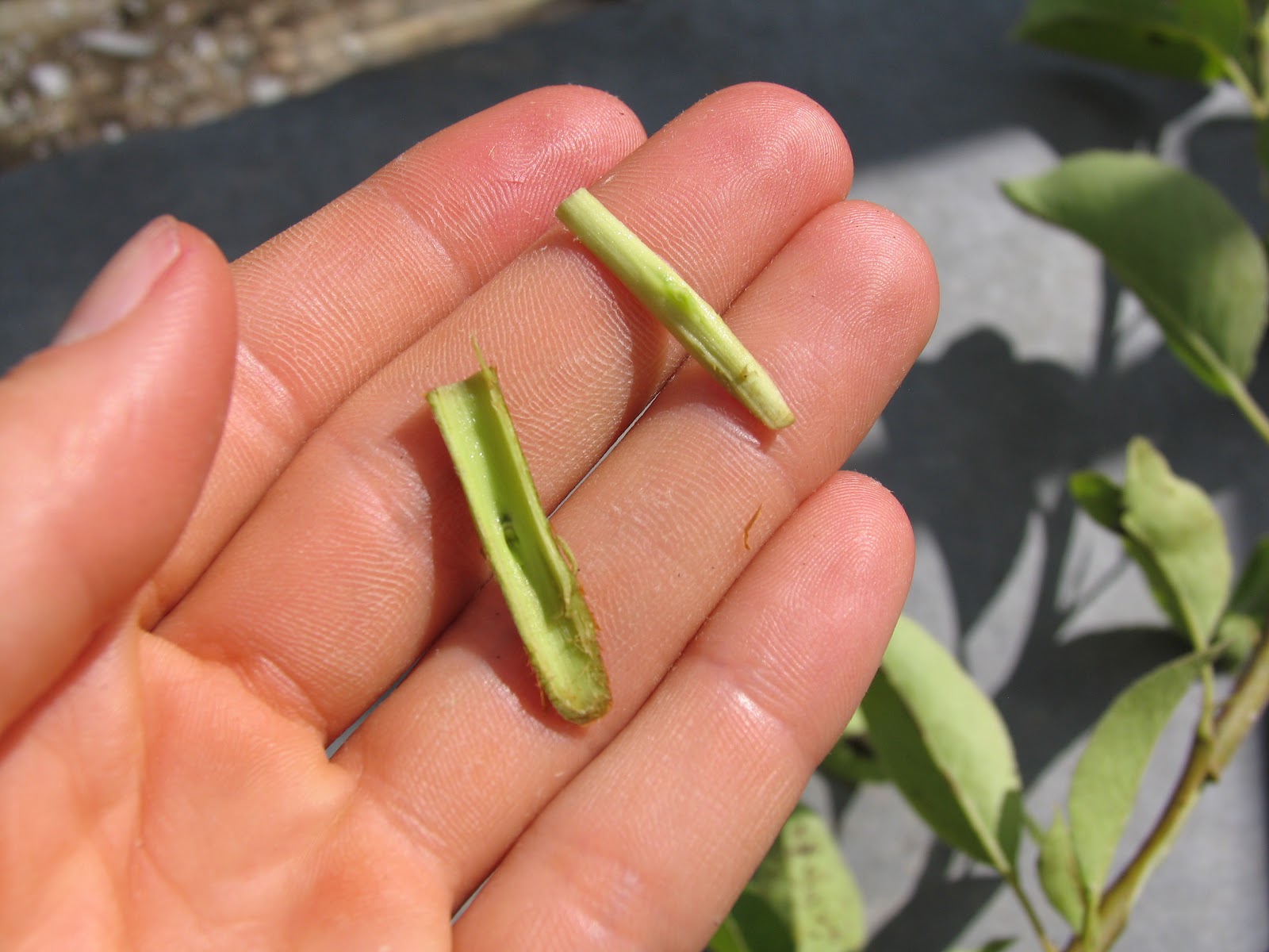 Shield Budding Fruit Trees (epic post) - The Impulsive Gardener