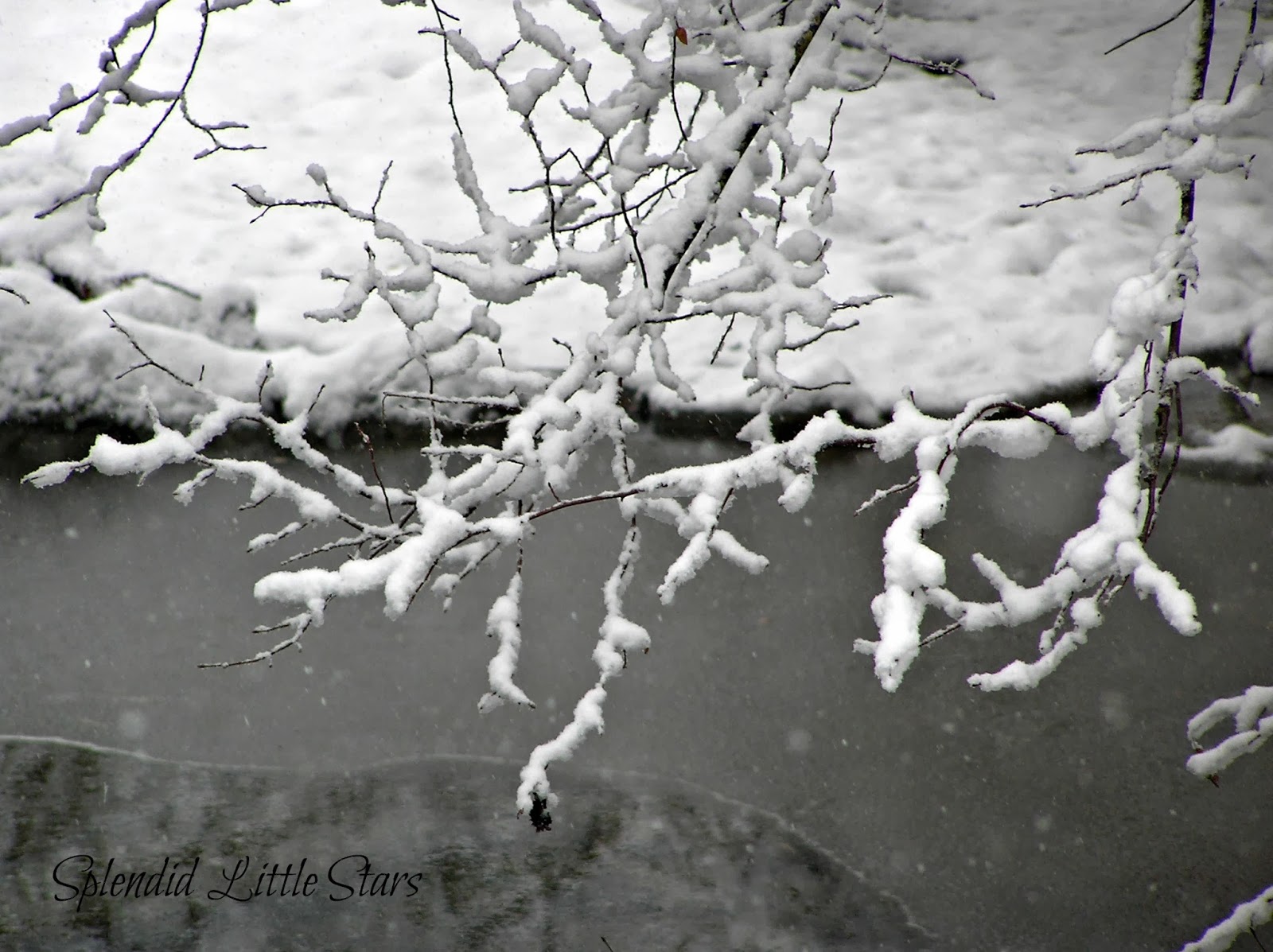 Splendid Little Stars: snowy days