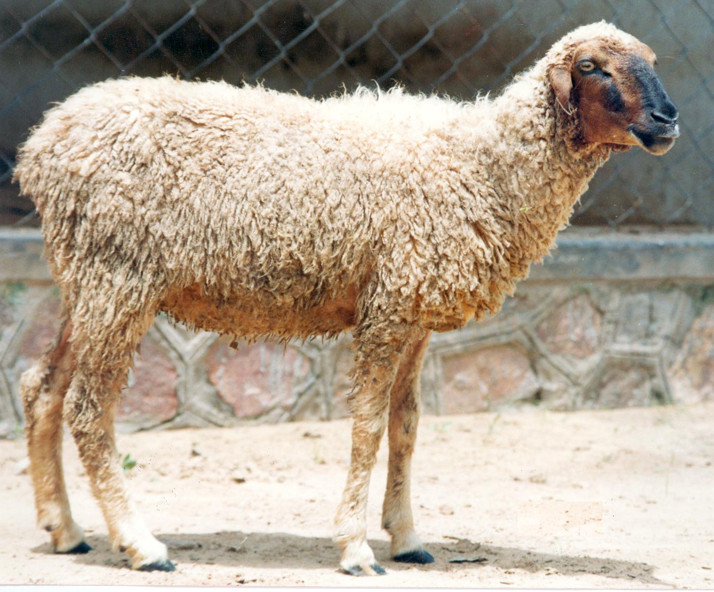 Sheep Breeds-Making Vet
