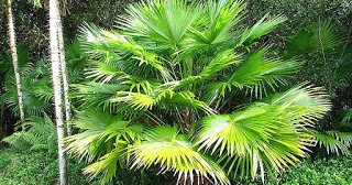 Naturalist's World - Dr Abe V Rotor : Love the anahaw - Livistona ...